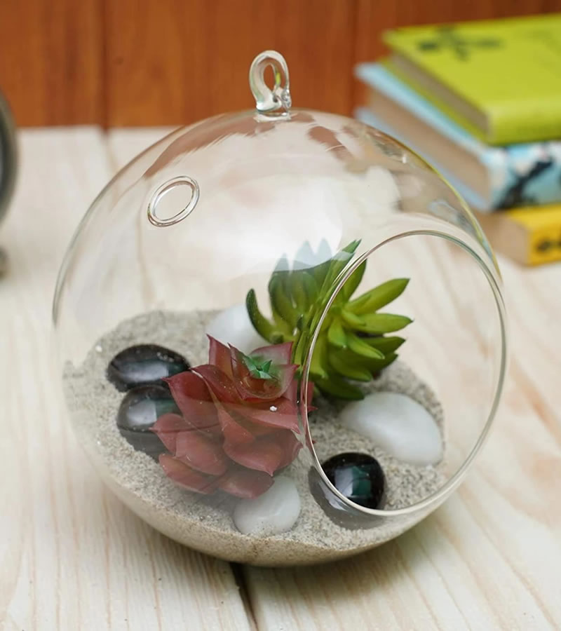 Round Terrarium For Plants| Browse Our Collection